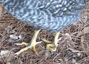 Poultry Feed and Health Guide - Backyard Poultry